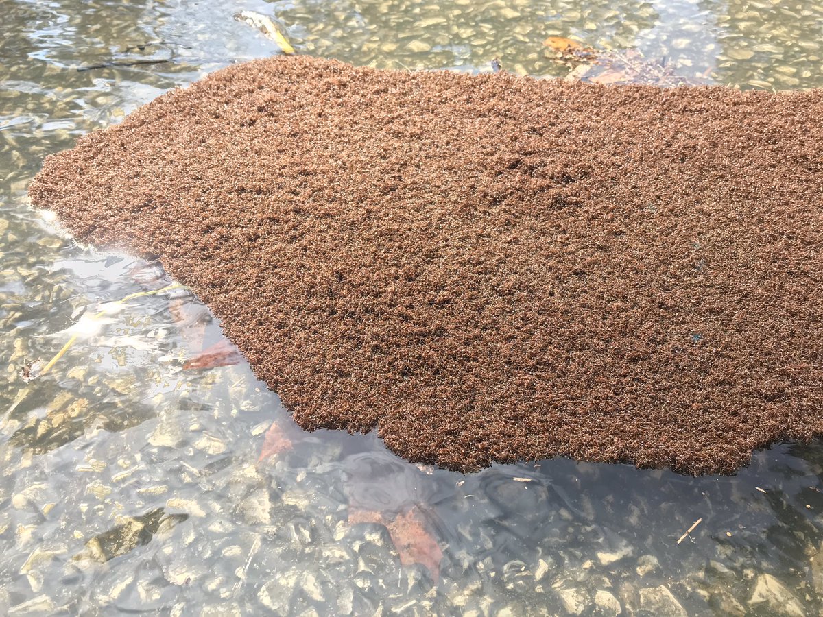 FLOATING ANTS! Check out the colony of ants floating on the flood ...