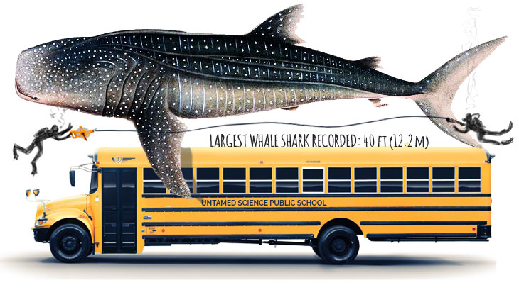 Blue Whale Compared To School Bus