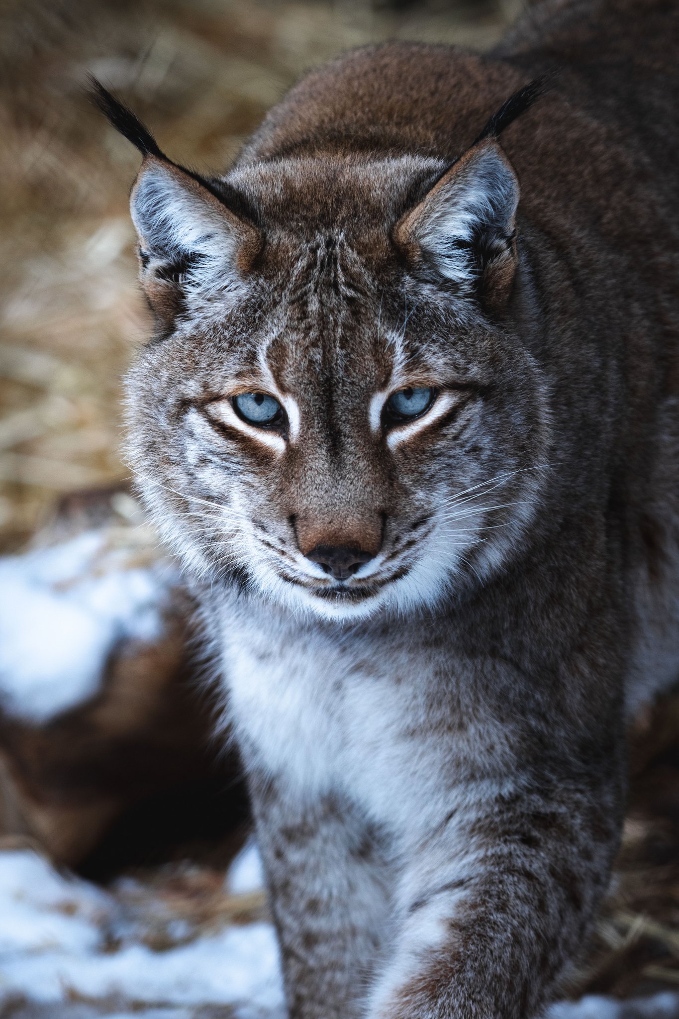 Siberian Lynx Kittens