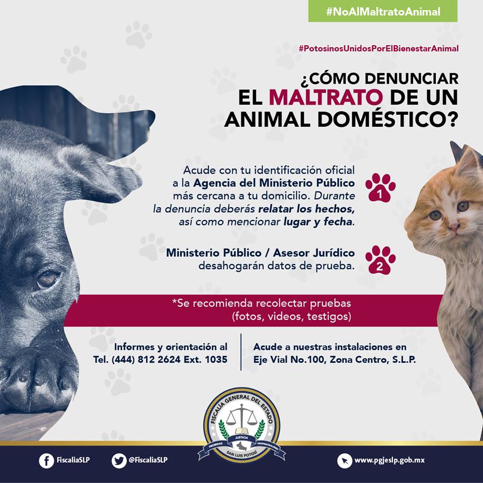 Como Denunciar A Un Perro