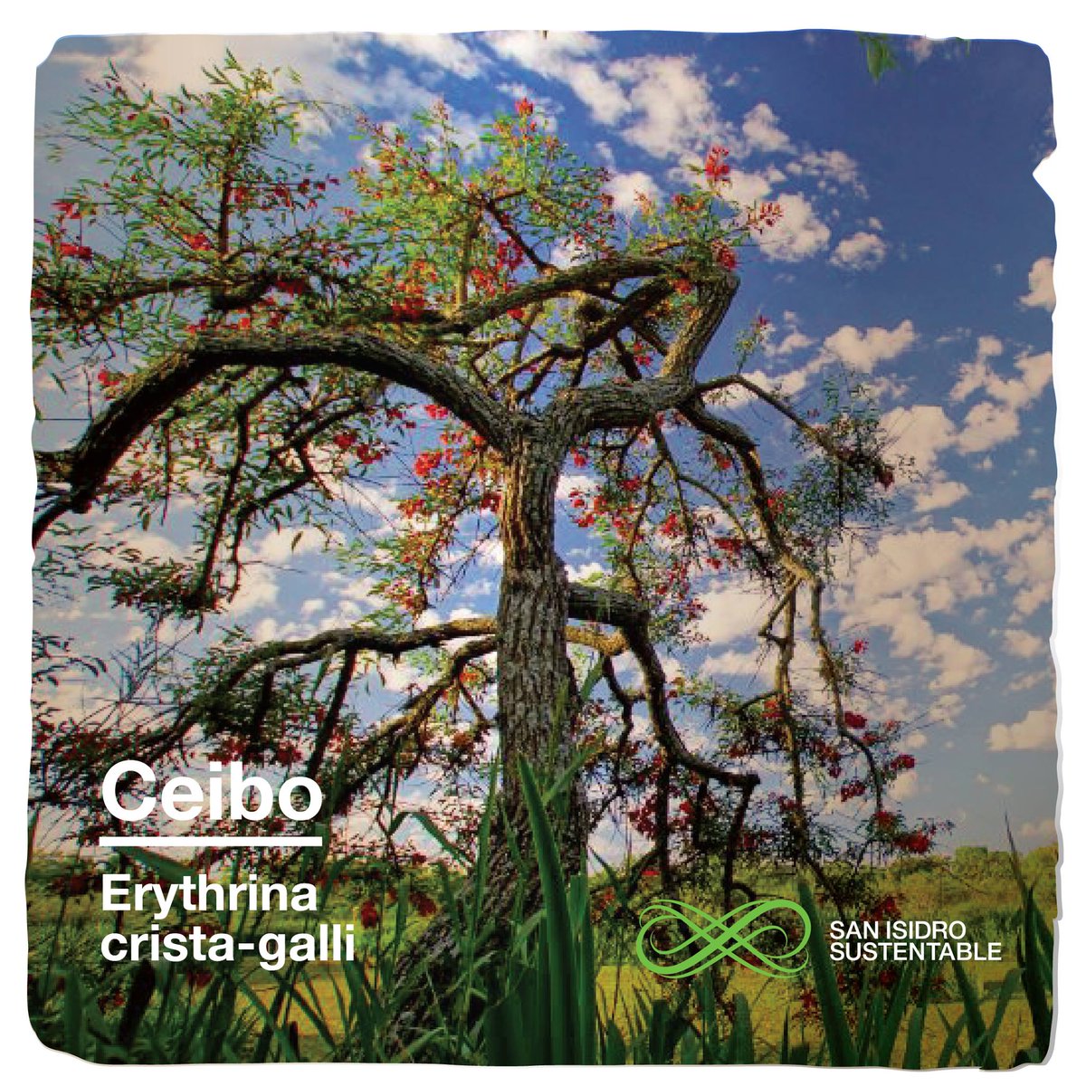 Ceibo Flower Tattoo | Best Flower Site