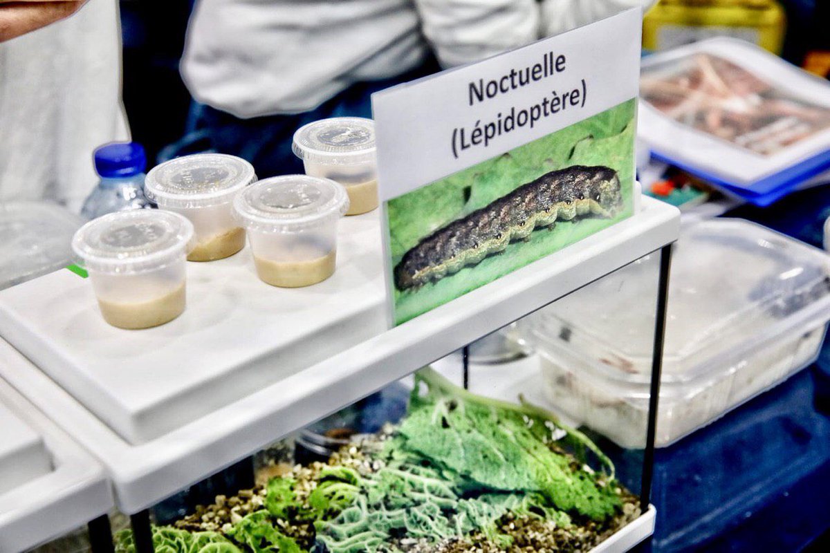 Emma Joly (@EmmaJoly8) | Twitter