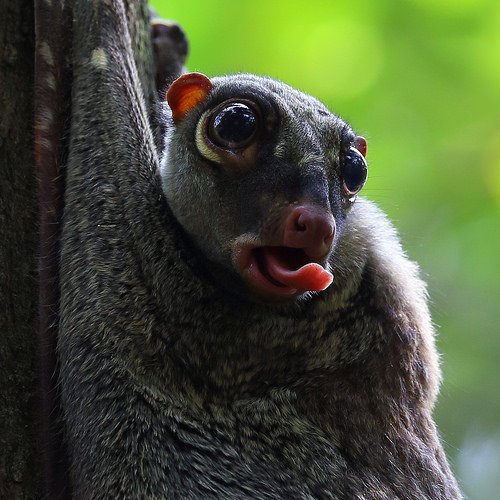 Philippine Flying Lemur Gif