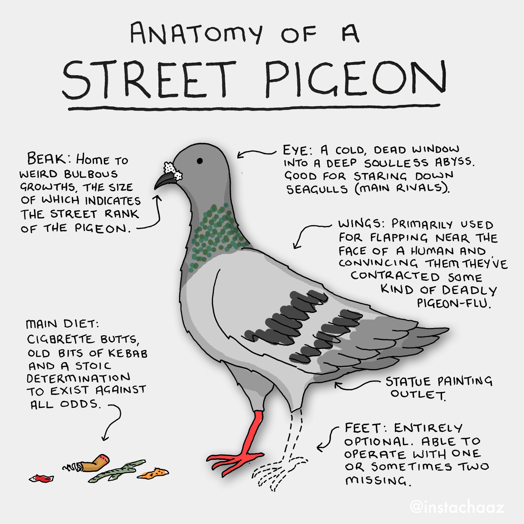 Columba Livia Anatomy