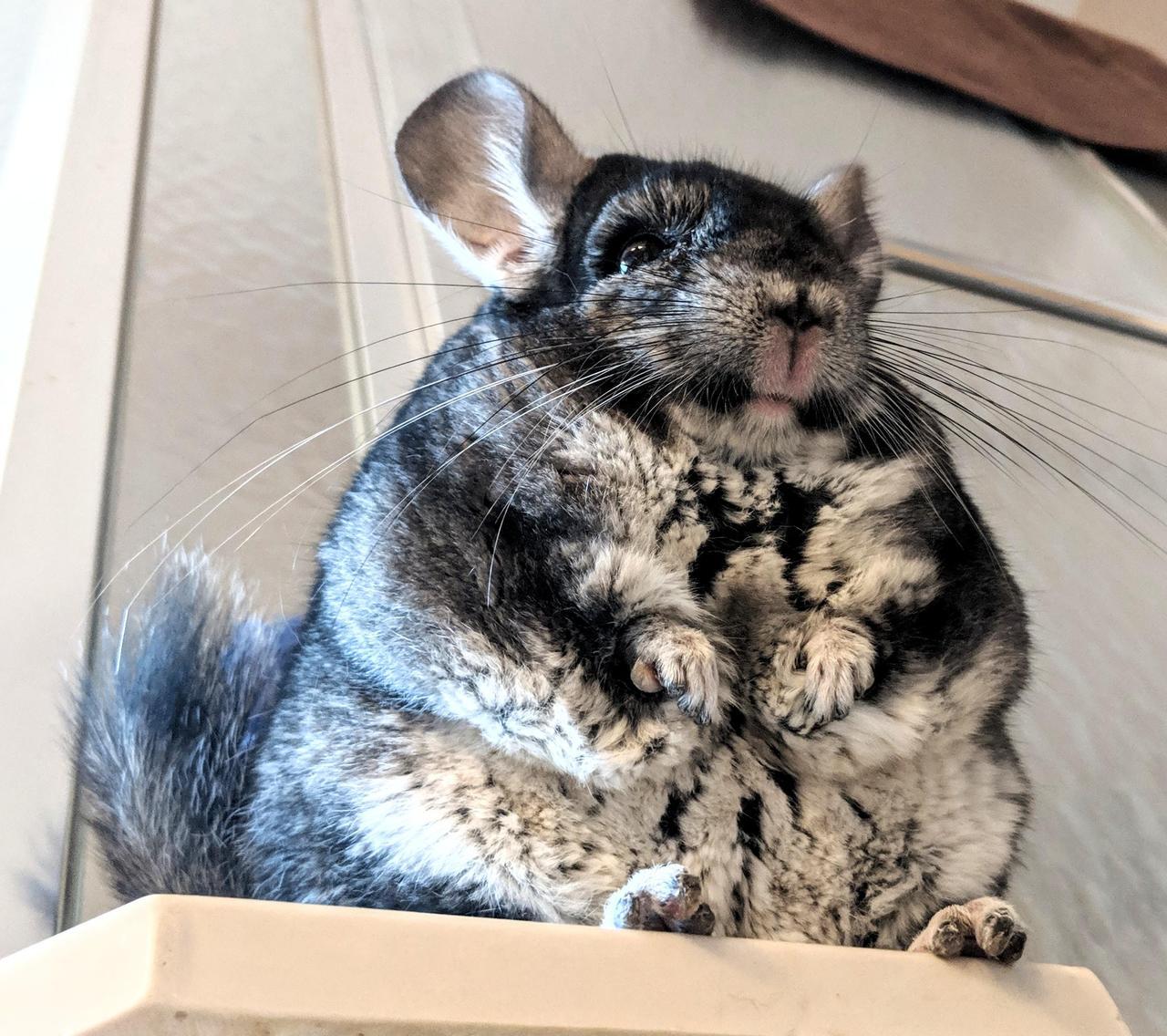 Chinchilla Cute