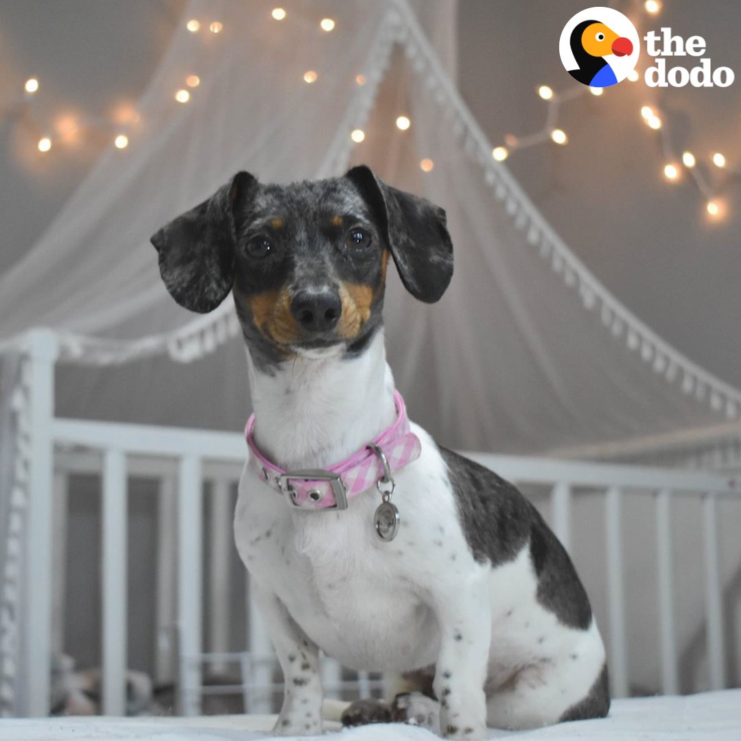 This dog was given up because her family was having a baby — now she ...