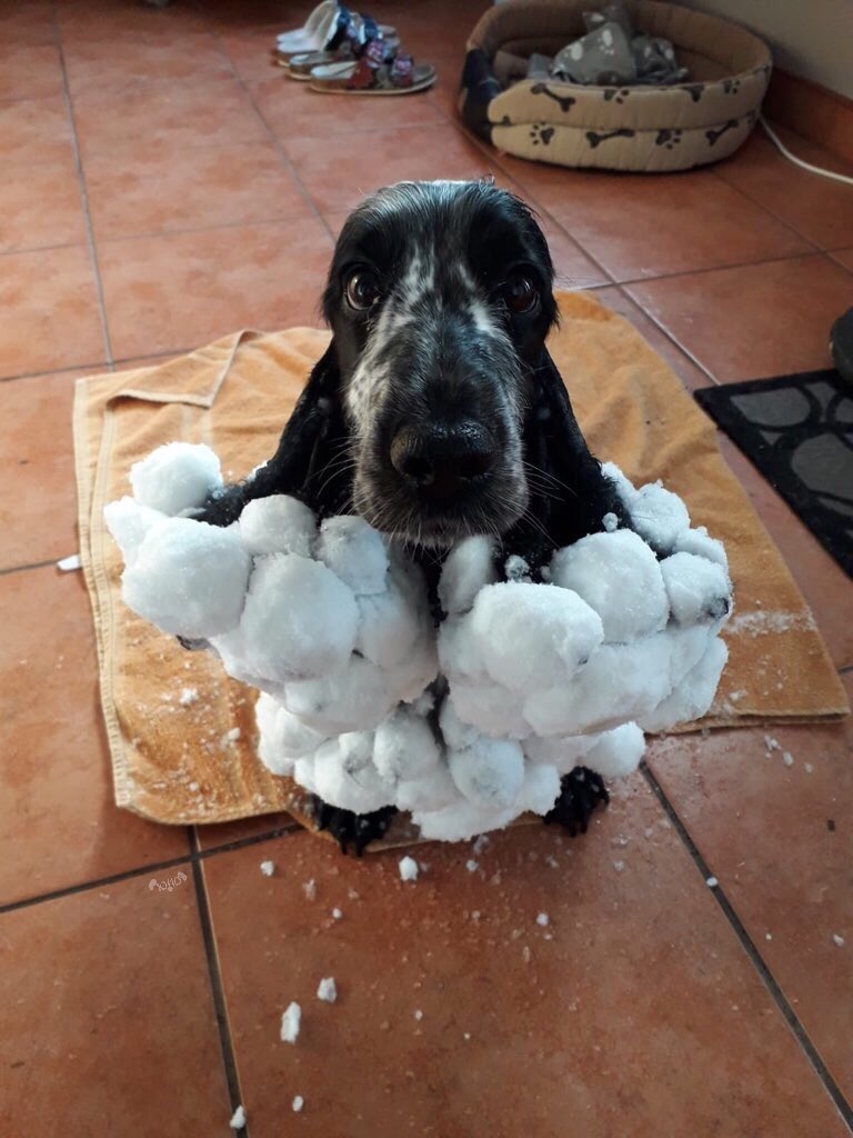 An analysis of the WeRateDogs Twitter account