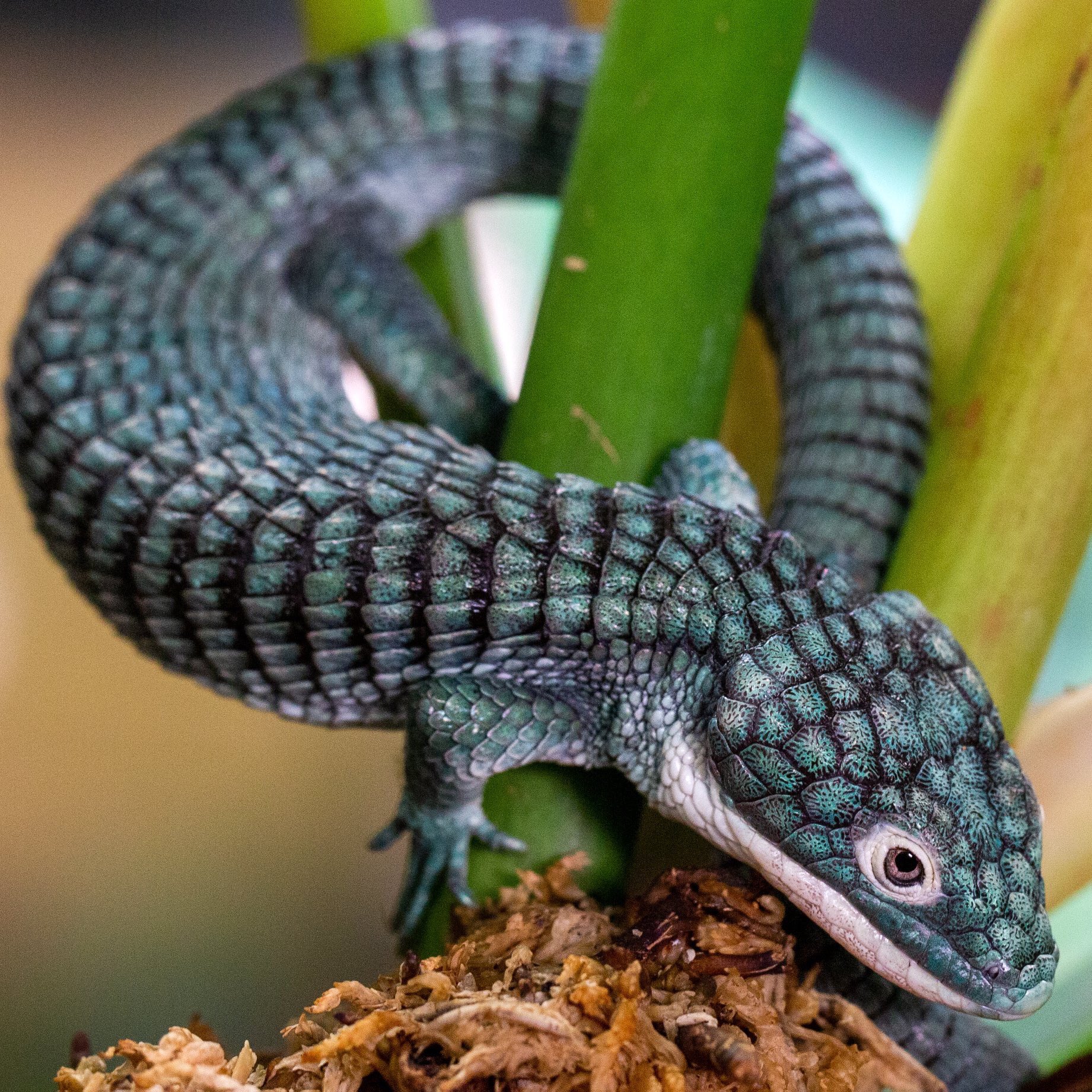 Green Alligator Lizard