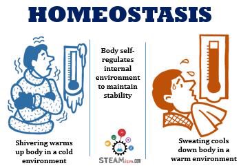 Maintain Homeostasis Examples