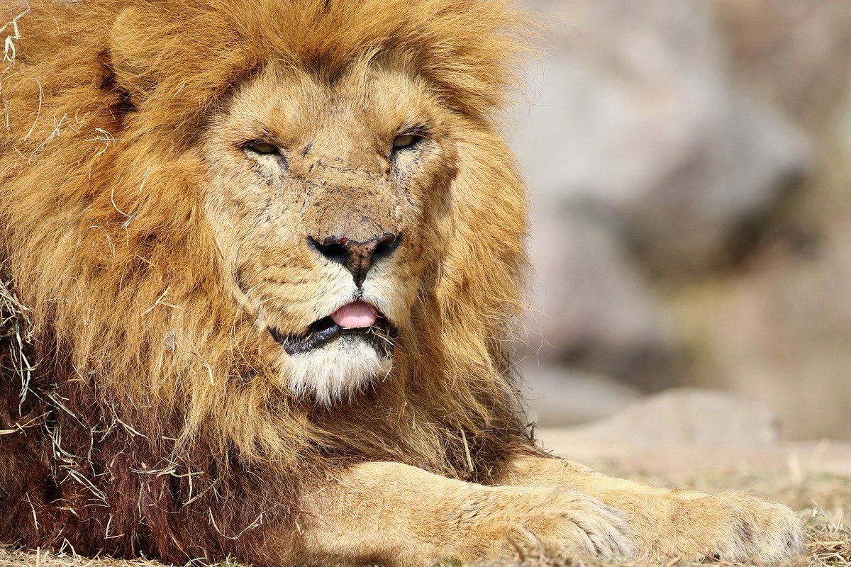 平成最後だからネコをもふもふしようぜ！ (6ページ目) - Togetter [トゥギャッター]