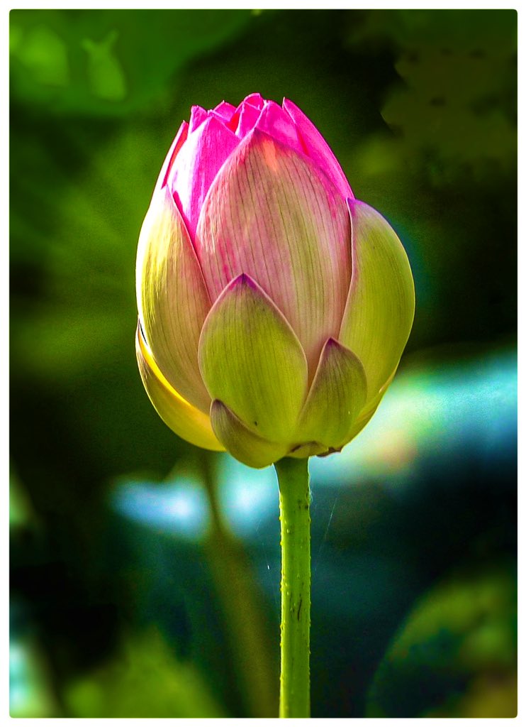 Kamal Ka Phool Flower