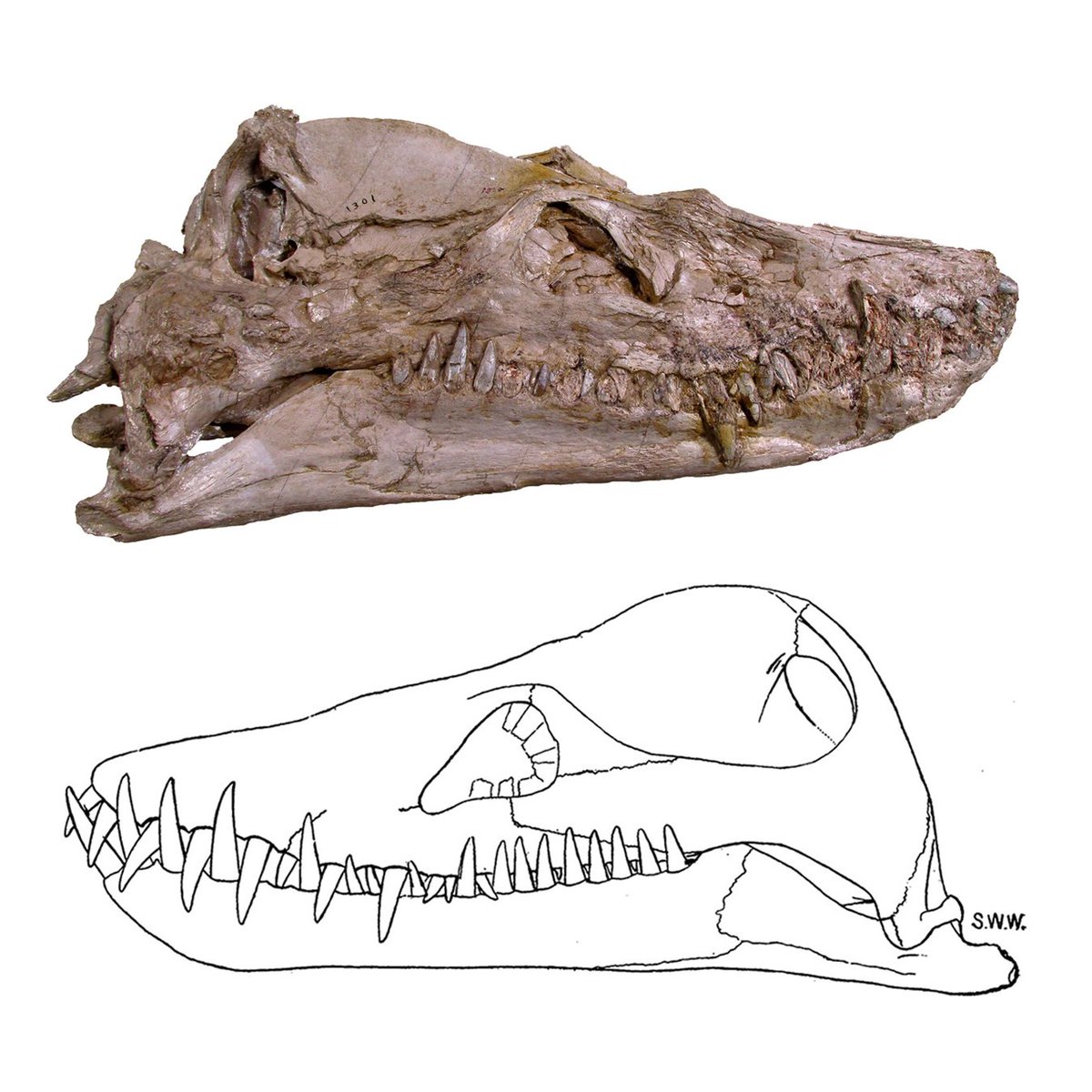 Plesiosaur Skull Drawing