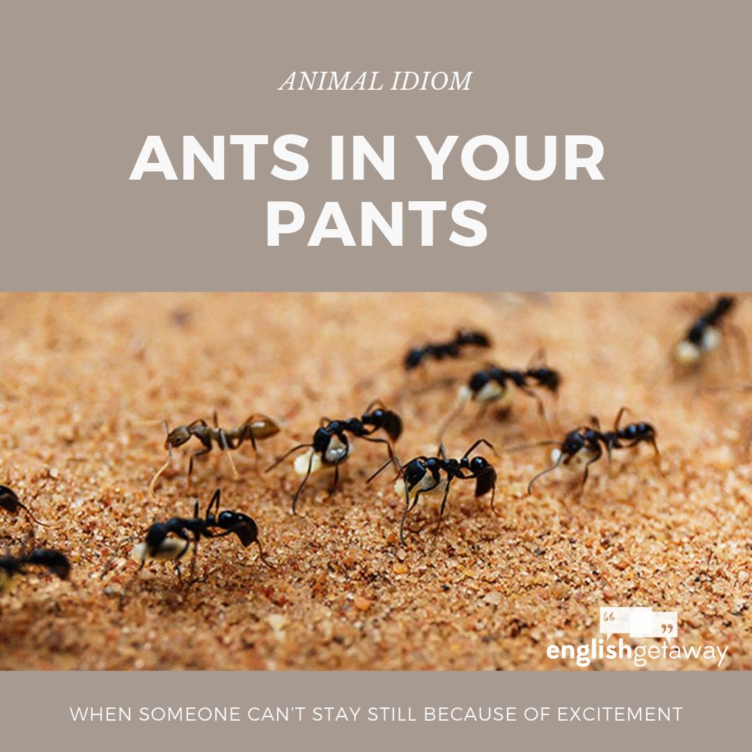 Ants In Your Pants Idiom