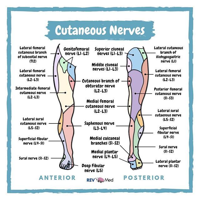 Dermatomes Lower Extremity