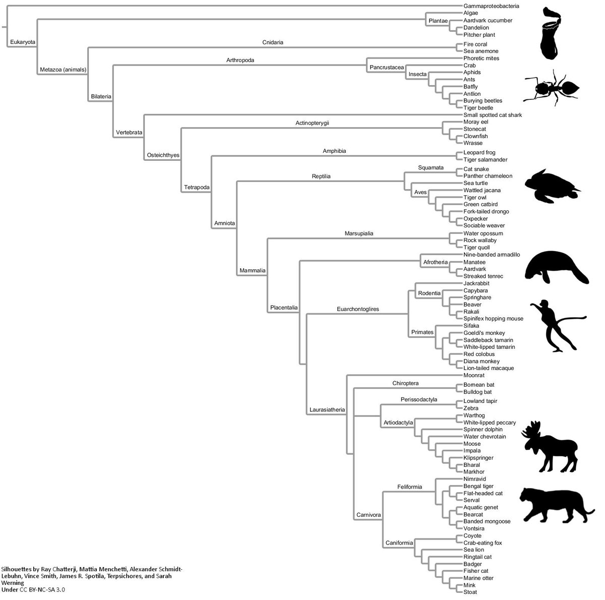 Actinopterygii Phylogenetic Tree
