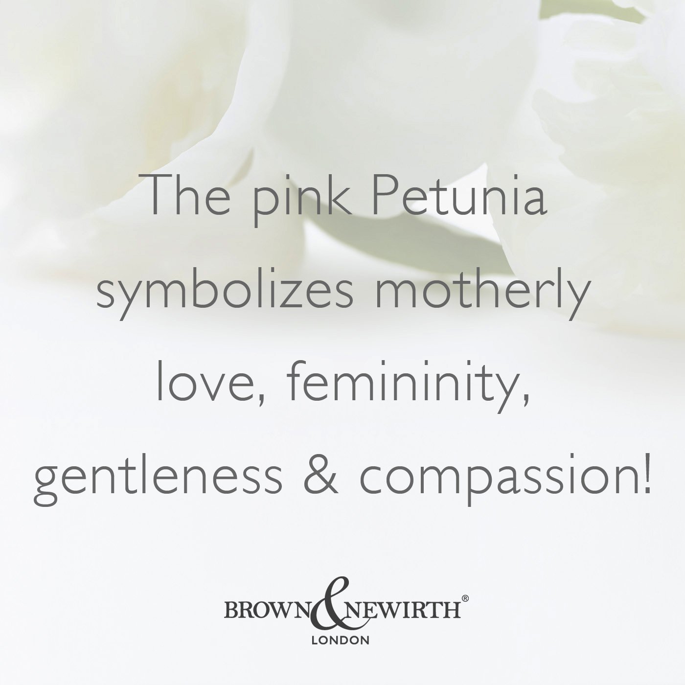 Petunia Quotes Petunia Hybrid Magic Plant