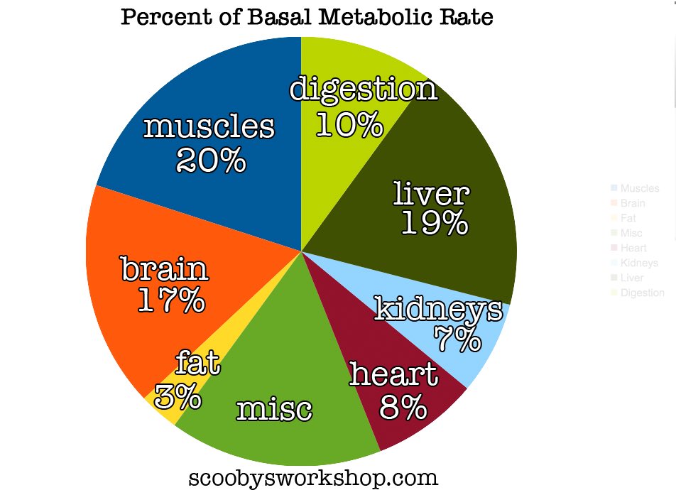 Basal Metabolic Rate