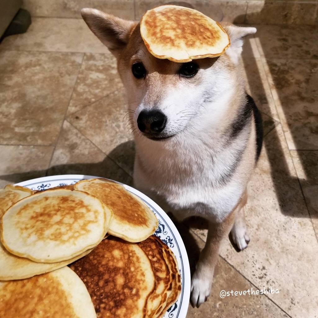 Dog Eating Pancakes