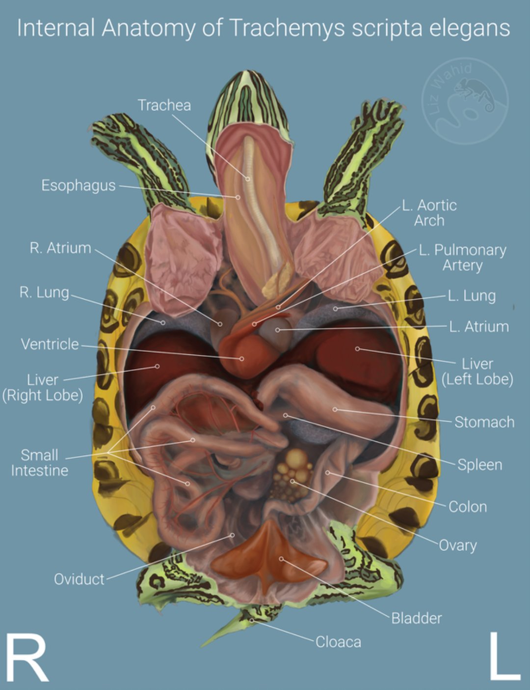 Turtle Dissection