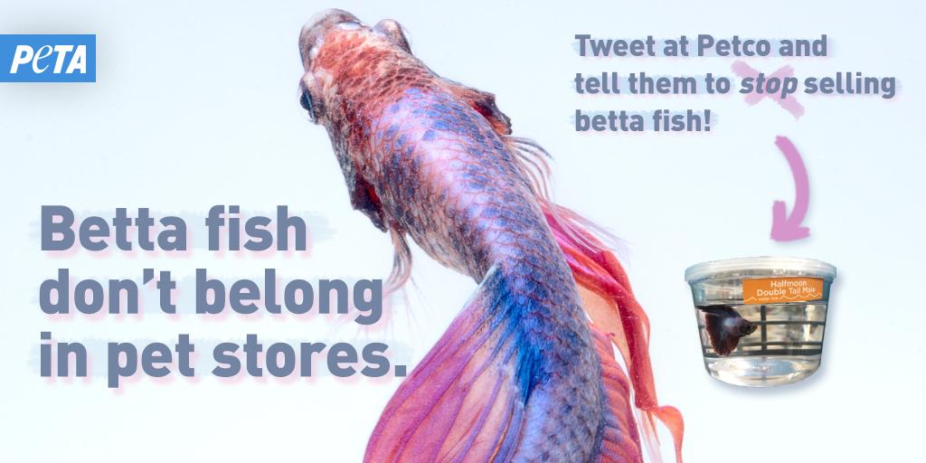 Why Peta Offered To Buy Every Betta Fish From Petco Peta