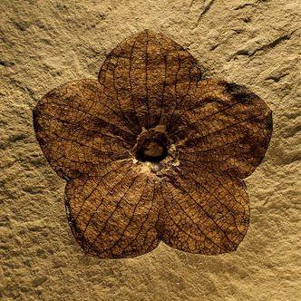 Flower Fossil