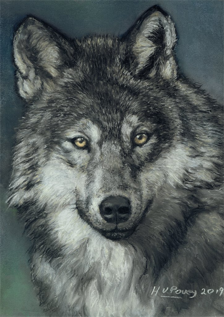 Pastel Drawings Wolves Pastel Wolf Painting "Cold Stare" Wildlife