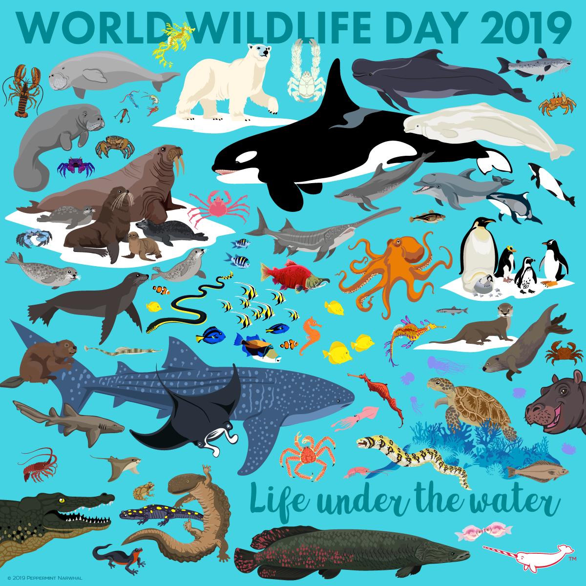 Narwhal Desktop Wallpaper Peppermint