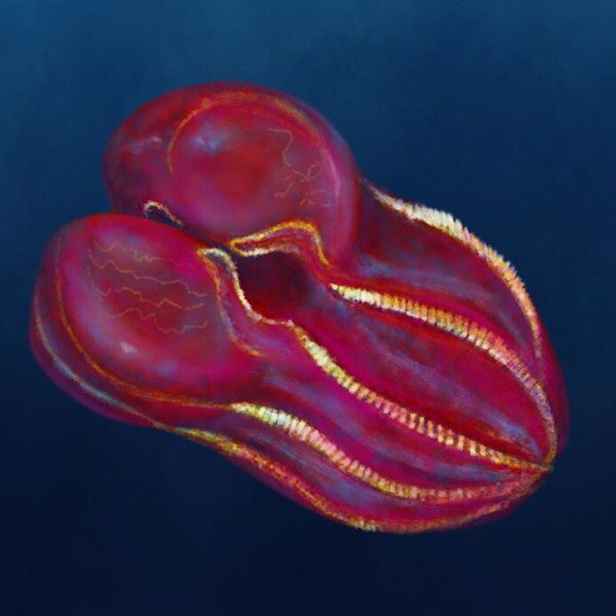 Bloodybelly Comb Jelly