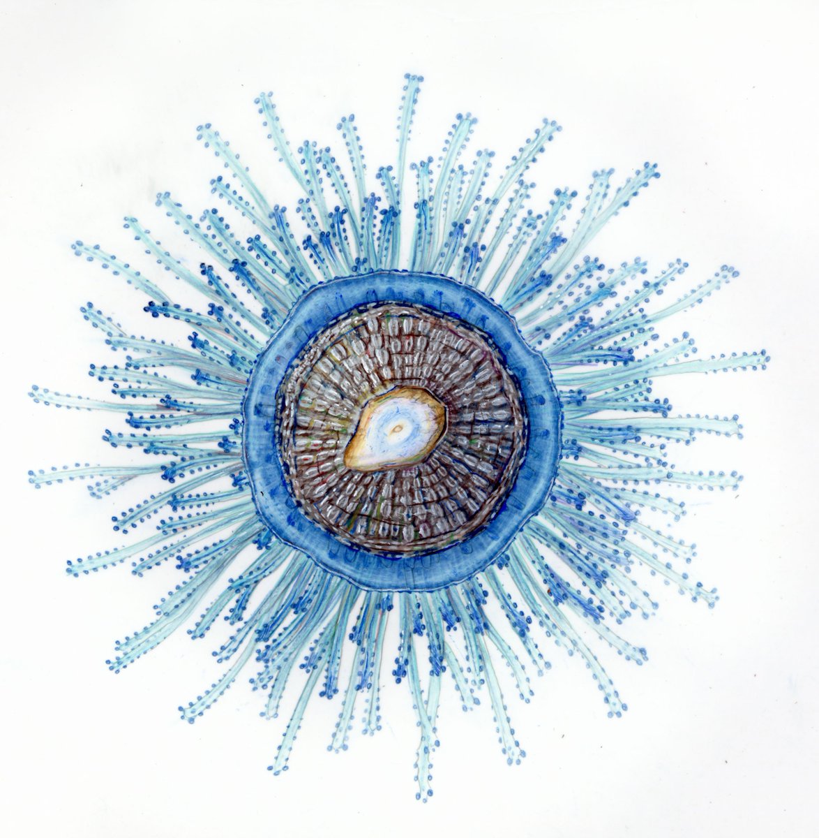 Blue Button Jellyfish