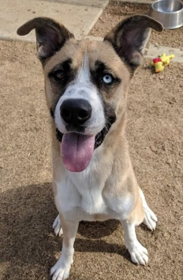 Siberian Husky Boxer Mix