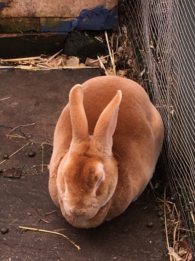 Real Velveteen Rabbit