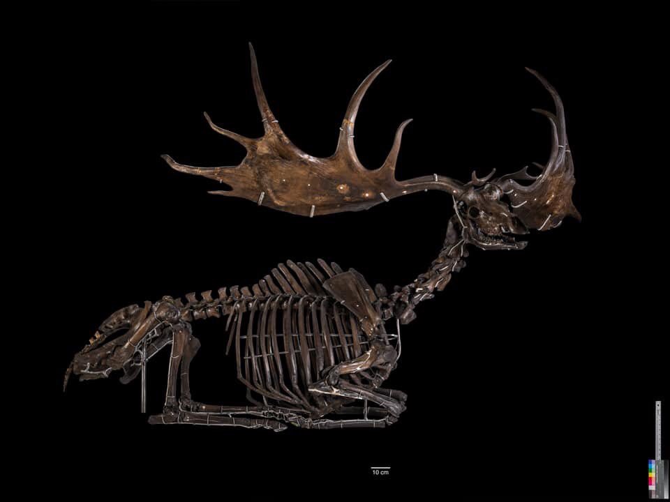 The giant deer, Megaloceros giganteus—often called the Irish Elk—went ...