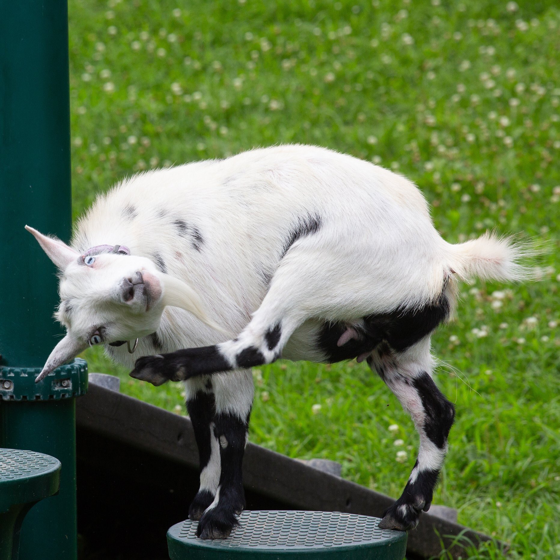 Baby Pygmy Goat Jumping