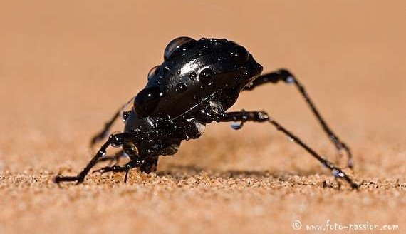 Le stenocara est un petit scarabée de namibie qui, pour survivre dans ...