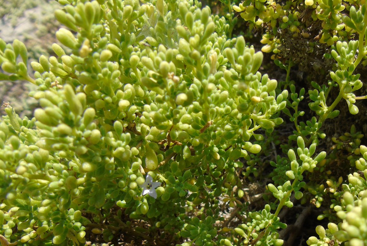 Bosques Templados de las Islas Juan Fernández – I – Pangea