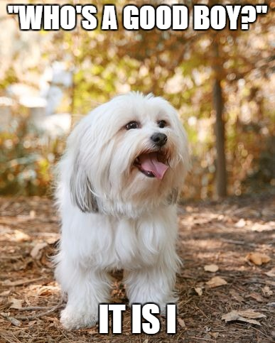 Shih Tzu Memes Cooper The Shih Tzu
