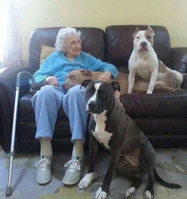 Are Pitbulls Good Nanny Dogs