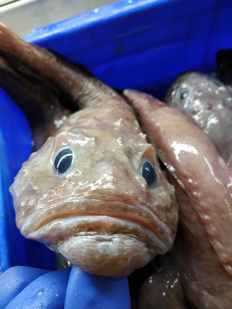 Odd Looking Fish