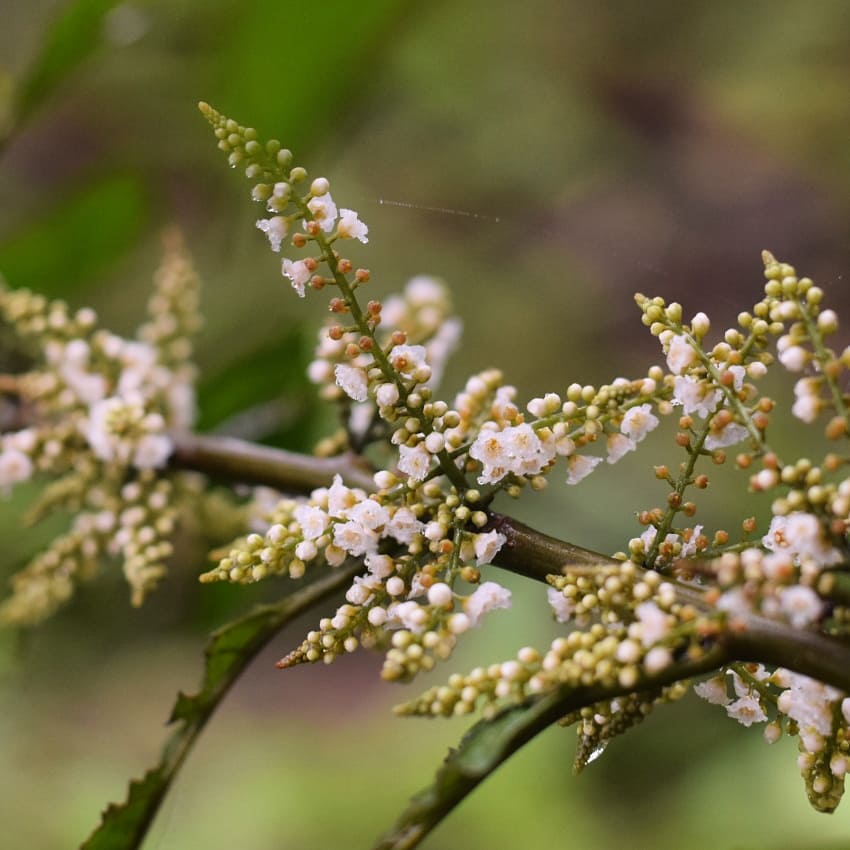 Sansuma Khungur Basumatary (@KhungurSansuma) | Twitter