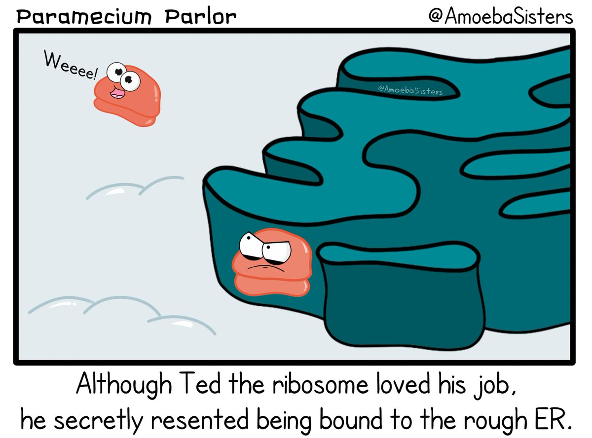 Endoplasmic Reticulum Cartoon