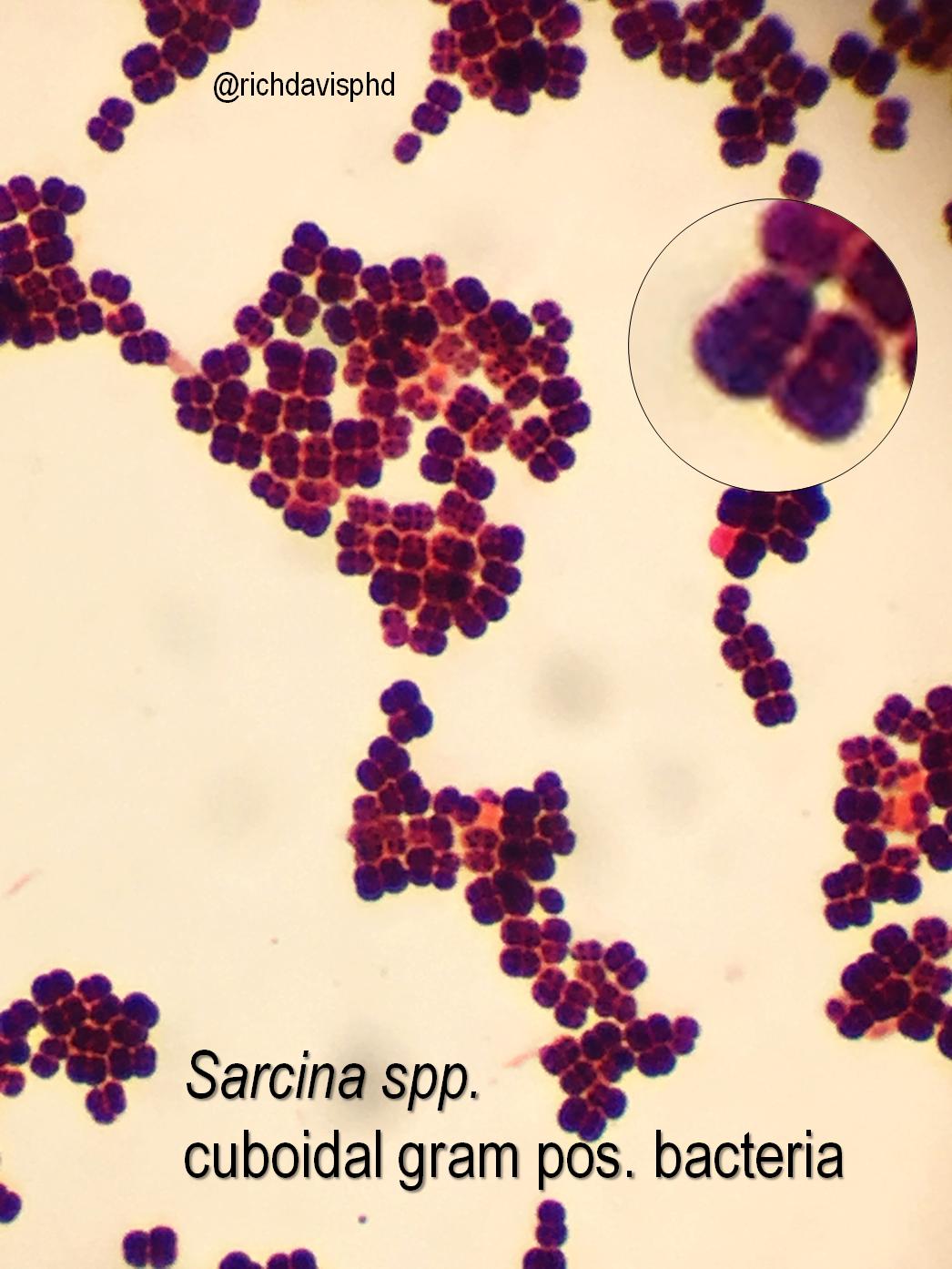 Sarcinae Bacteria