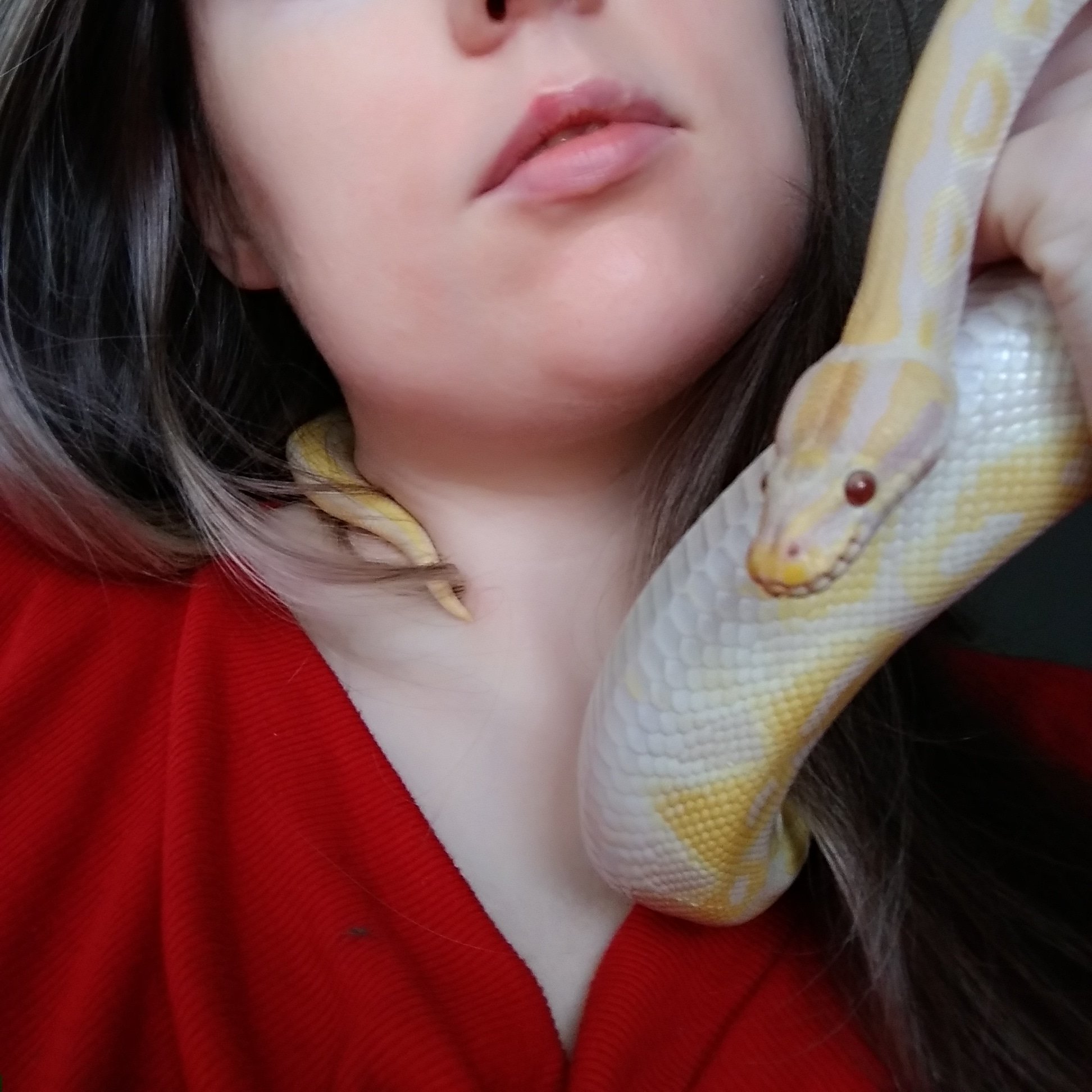 Mara's Pythons on Twitter: "https://t.co/wZPBygbeuC" / Twitter