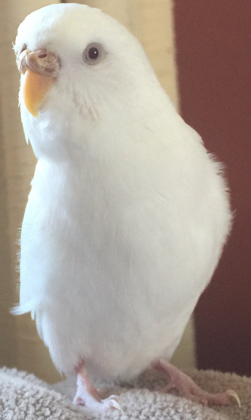 Albino Budgie