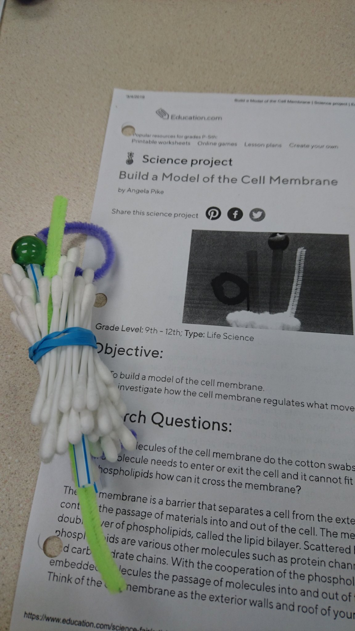 Phospholipid Bilayer Model Project