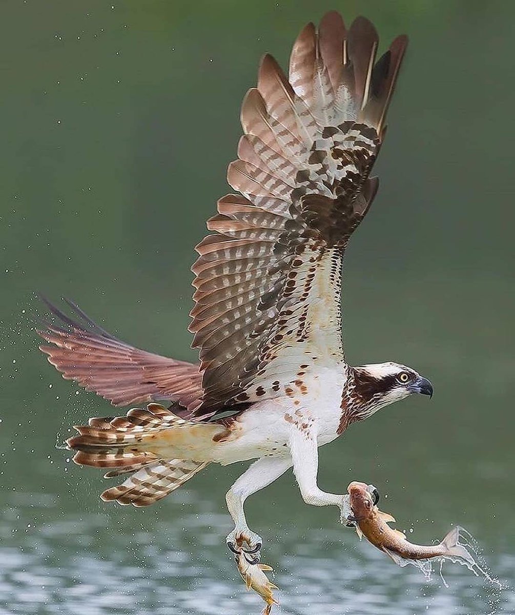 Https Pbs Twimg Media D0qmryyucaygt9n Jpg 花瓣网