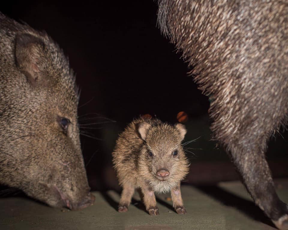 Look at this cute lil skunk pig! Surprise though- this isn’t a pig at ...