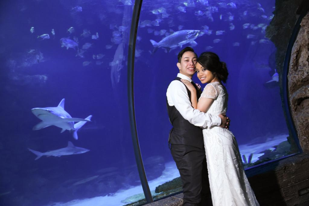Wedding In Mandalay Bay Shark