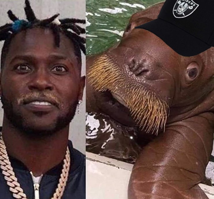 208 best Ab84 images on Pholder | AB84, Raiders and Thecheckdown