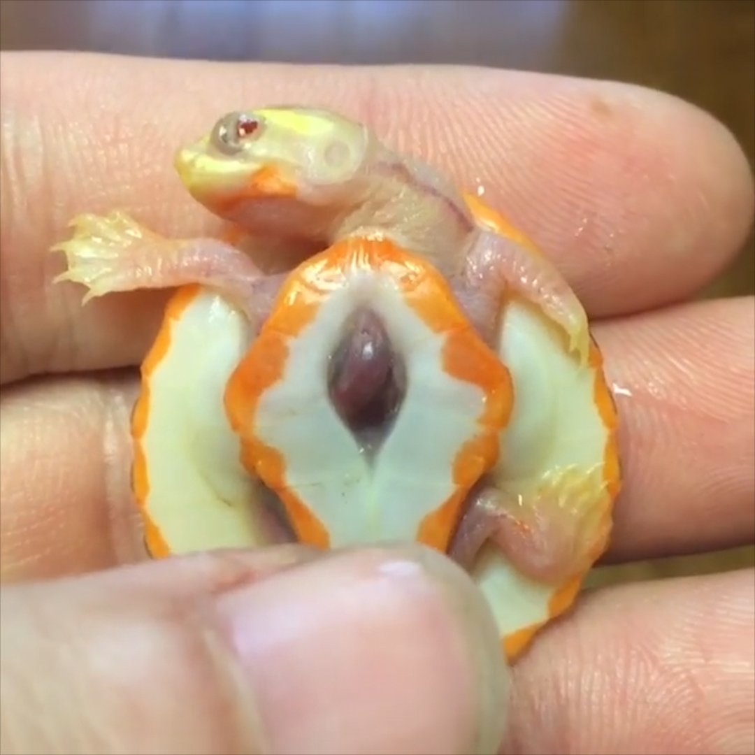 brenda turtle : Latest news, Breaking news headlines | Scoopnest