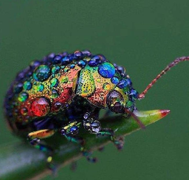 Most Beautiful Beetles